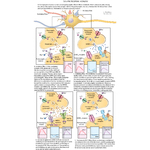 Neurobiology of Epilepsy (Continued)