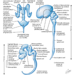 Formation of the Brain