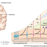 Neurogenesis and Cell Migration in the Developing Neocortex