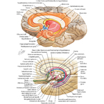 Limbic and Cortical Inputs to the Hypothalamus