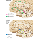 Hypothalamic Regulation of Sleep