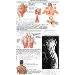 Long Thoracic and Spinal Accessory Nerves
