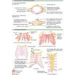 First and Second Cervical Vertebrae at Birth - Development of Sternum