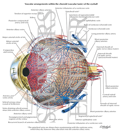 Netter Medical Images - Frank Netter, Medical Illustrator